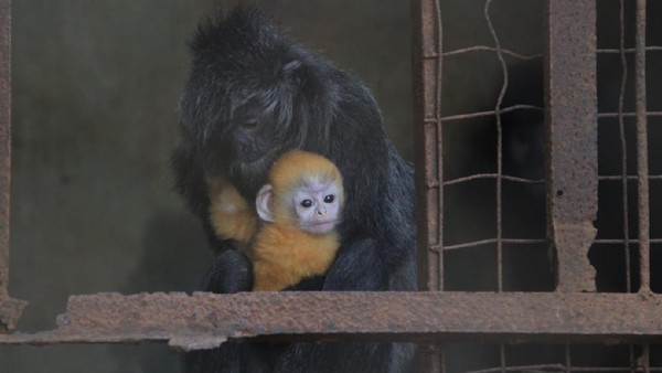Lucunya 2 Bayi Lutung Berbulu Emas dari Bandung