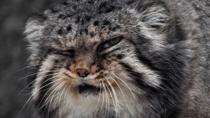 Potret Kucing Pallas Manul, Si Gembul Bermuka Galak