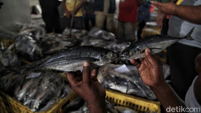 Tempat Pelelangan Ikan Muara Angke Kembali Bergeliat