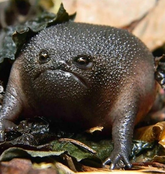 Potret Katak Afrika yang Tampangnya Ngegas Terus