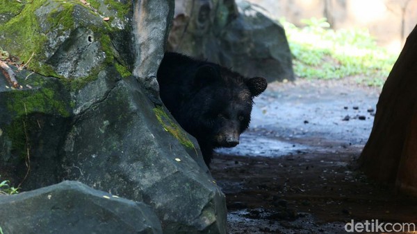 Potret Binatang di Ragunan yang Kangen Dikunjungi