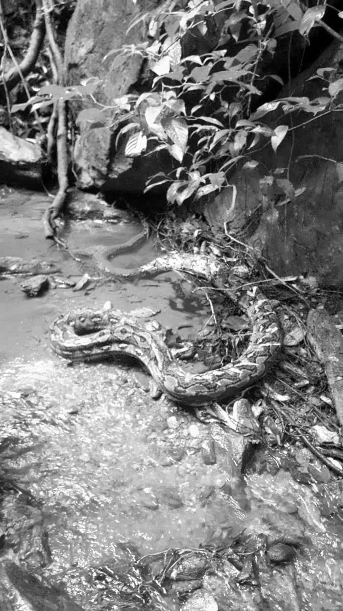 Cerita Mengerikan Detik-detik Siswa SMP Tewas Dililit Ular 7 Meter di ... Cerita Mengerikan Detik-detik Siswa SMP Tewas Dililit Ular 7 Meter di ...