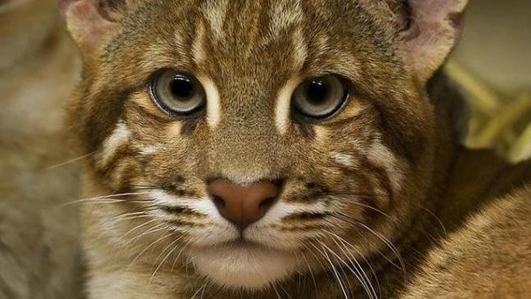 Potret Kucing Emas Langka yang Terancam Punah