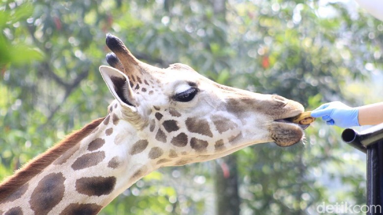 Satwa Kebun Binatang Bazoga Bandung Mulai Berlatih Atraksi Lagi