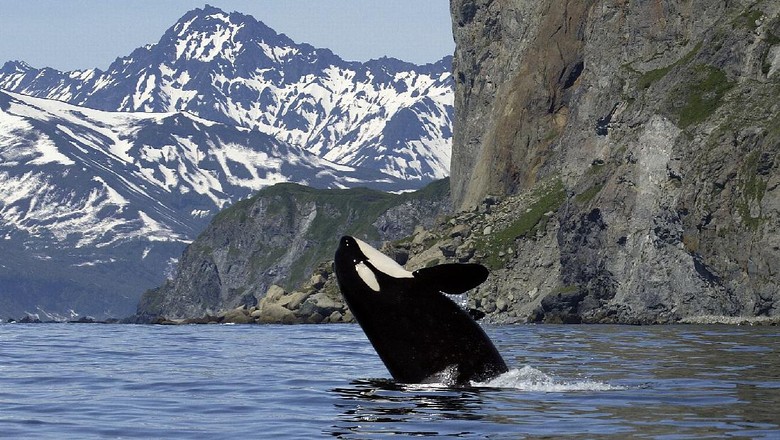 5 Fakta Baru Paus Pembunuh yang Bikin Heboh