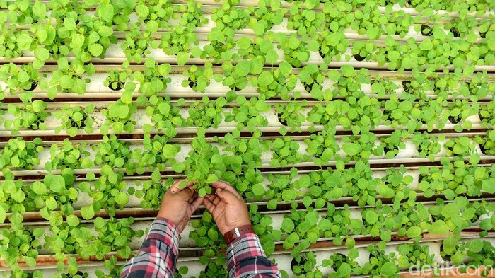 Permintaan Melonjak, Begini Cara Budidaya Sayur Hidroponik