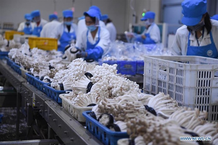 Mengintip 'Jeroan' Pabrik Jamur Enoki cs di China