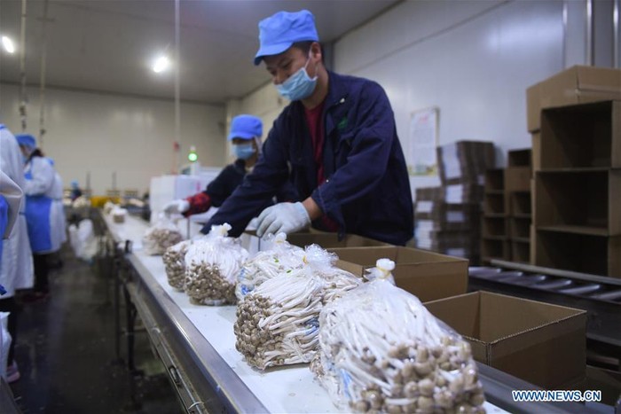 Mengintip 'Jeroan' Pabrik Jamur Enoki cs di China