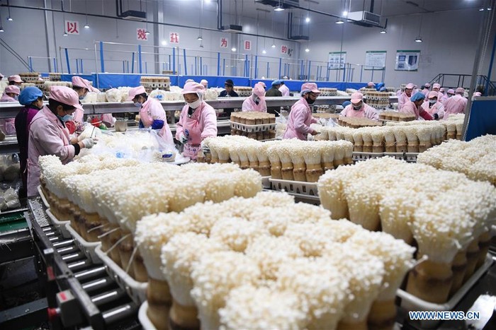 Mengintip 'Jeroan' Pabrik Jamur Enoki cs di China