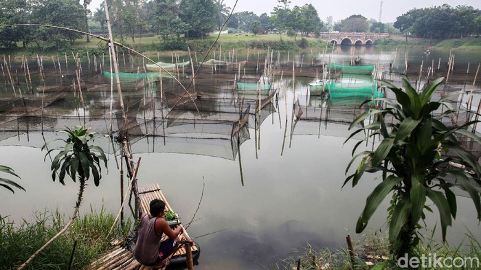 Intip Geliat Budidaya Ikan Hias di Bogor