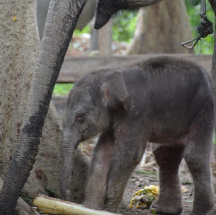 Potret Menggemaskan Bayi Gajah Ngatini yang Lahir di TWA Kampar