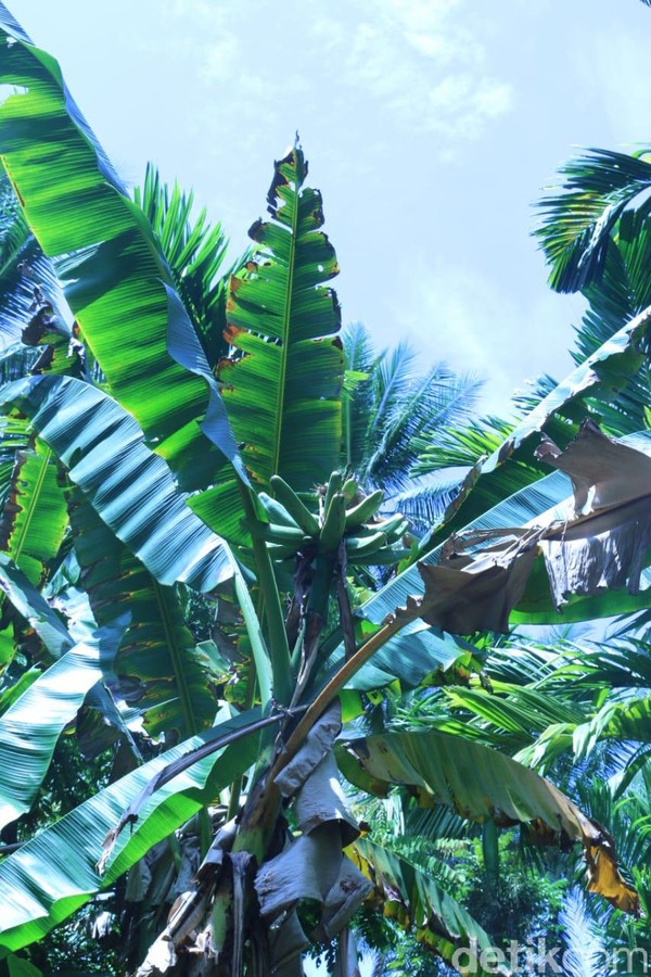 Pulau Eksotis Papua yang Minta Pelancong Mandi Sebelum Menjelajah