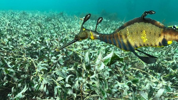 Potret Naga Laut yang Gampang Baper