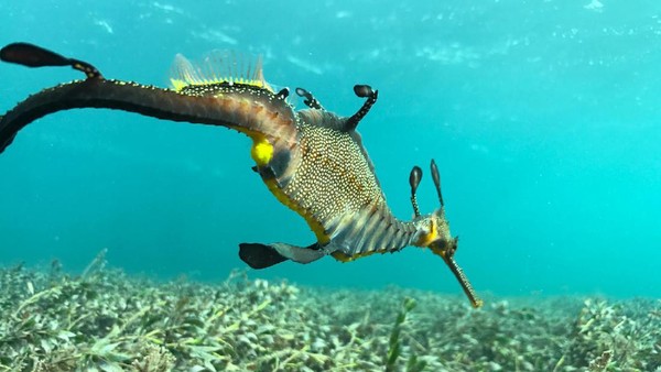 Potret Naga Laut yang Gampang Baper