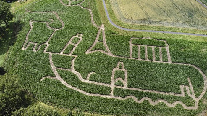 Potret Unik Petani Hias Ladang Jagungnya