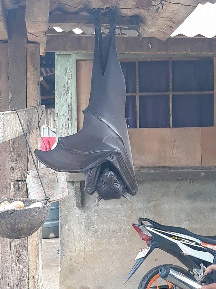Viral Kelelawar Disebut Sebesar Manusia, Sungguhan Ada Viral Kelelawar Disebut Sebesar Manusia, Sungguhan Ada