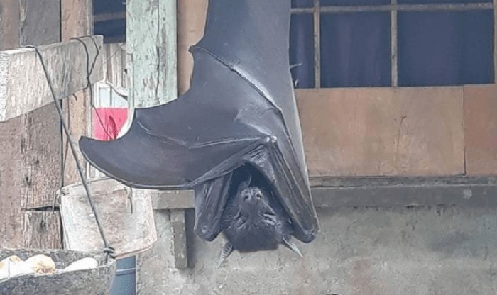 Viral Kelelawar Disebut Sebesar Manusia, Sungguhan Ada Viral Kelelawar Disebut Sebesar Manusia, Sungguhan Ada