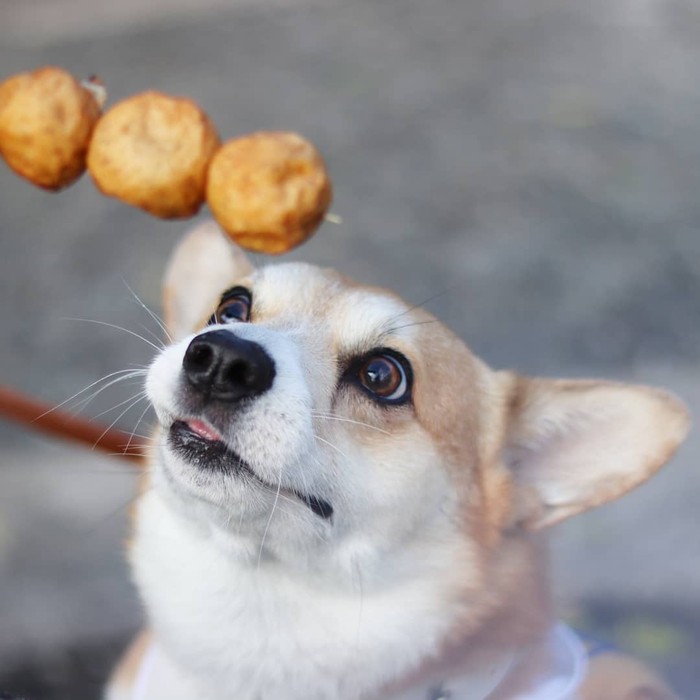 Gen, Corgi yang Hobi Berekspresi Unik Saat Cicip Makanan