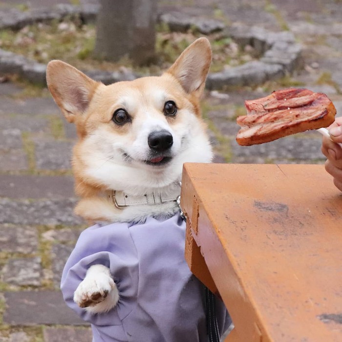 Gen, Corgi yang Hobi Berekspresi Unik Saat Cicip Makanan