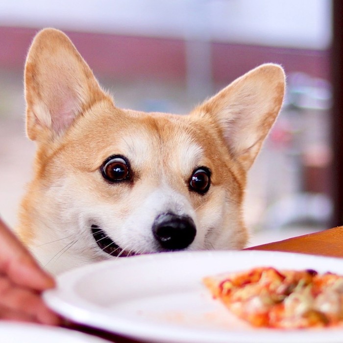 Gen, Corgi yang Hobi Berekspresi Unik Saat Cicip Makanan