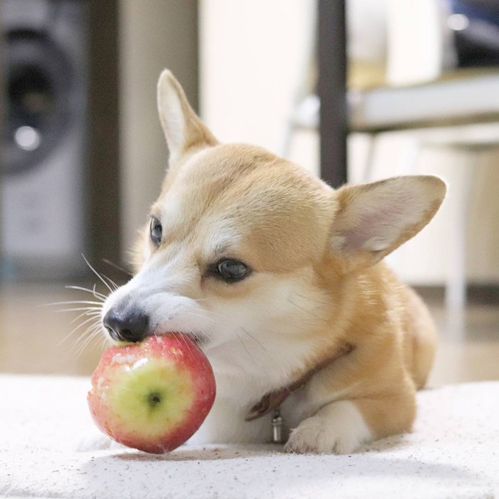Gen, Corgi yang Hobi Berekspresi Unik Saat Cicip Makanan