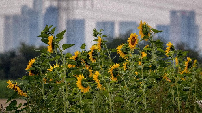 Lansekap Sempurna Hamparan Bunga Matahari dan Senja yang Mempesona