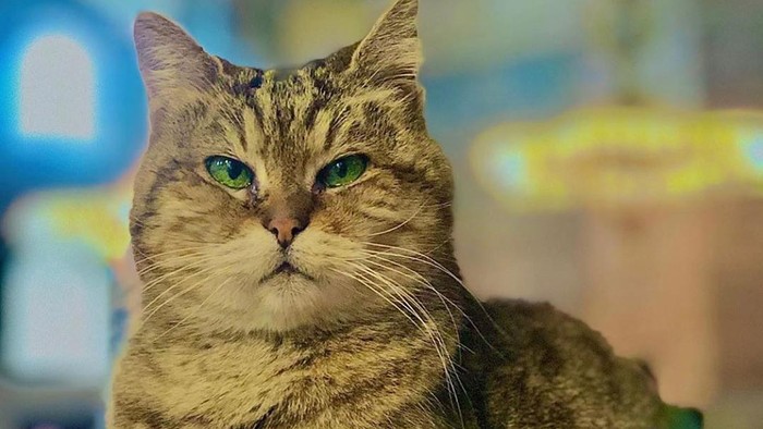 Potret Gli, Kucing yang Tinggal di Hagia Sophia selama 16 Tahun