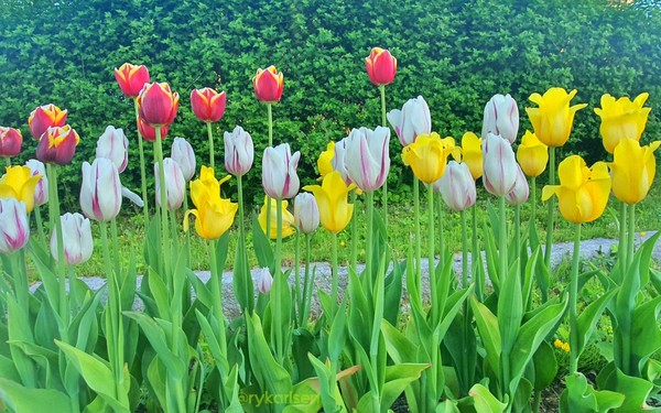 Foto: Utara Bumi yang Penuh Bunga