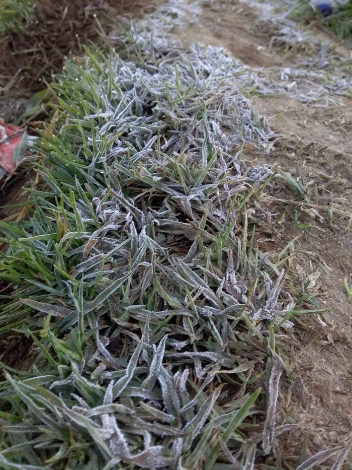 Foto: Dieng Pagi Ini, Embun Es Muncul Lagi