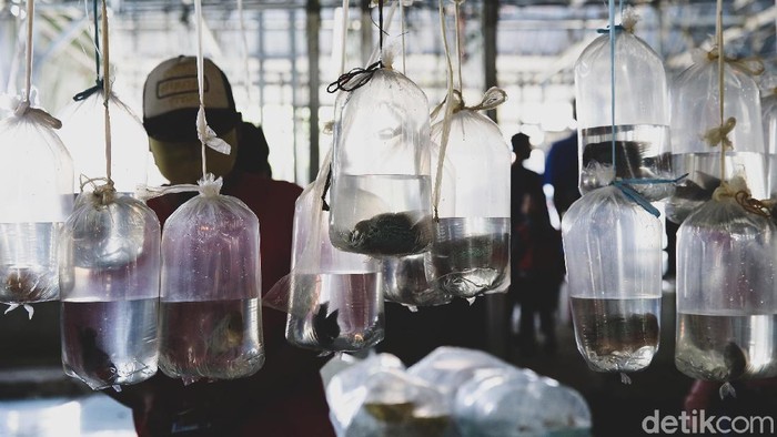 Pasar Ikan Hias di Parung Ramai Banget