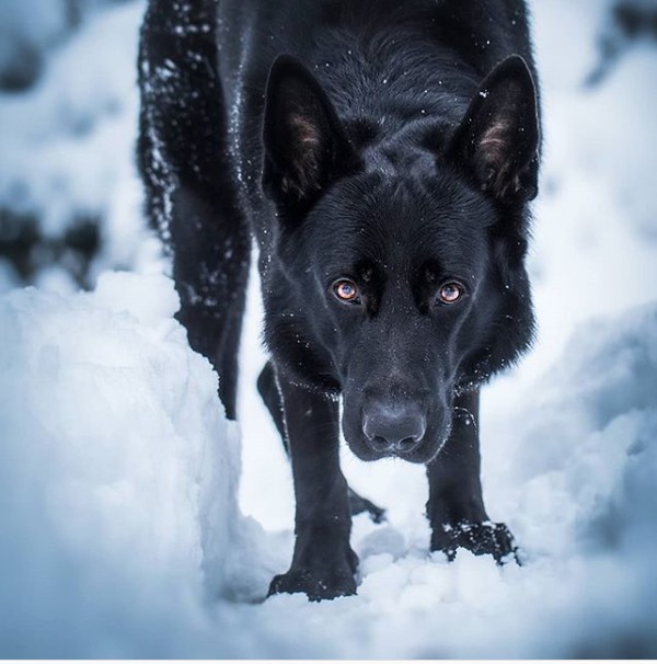 Potret Anjing Hitam yang Disebut Mirip Batman