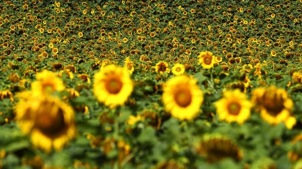 Pesona Bunga Matahari Bermekaran di Jerman