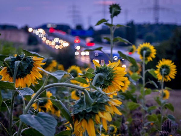 Pesona Bunga Matahari Bermekaran di Jerman