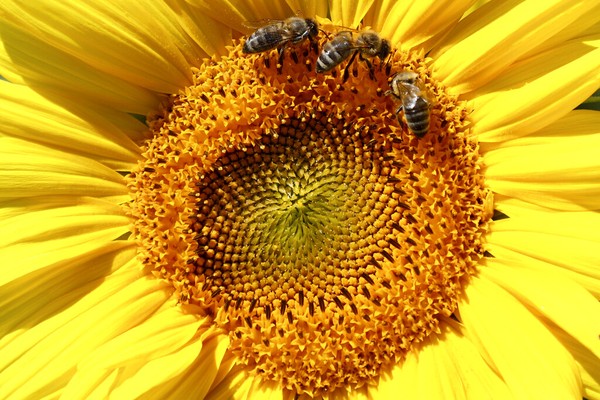Pesona Bunga Matahari Bermekaran di Jerman