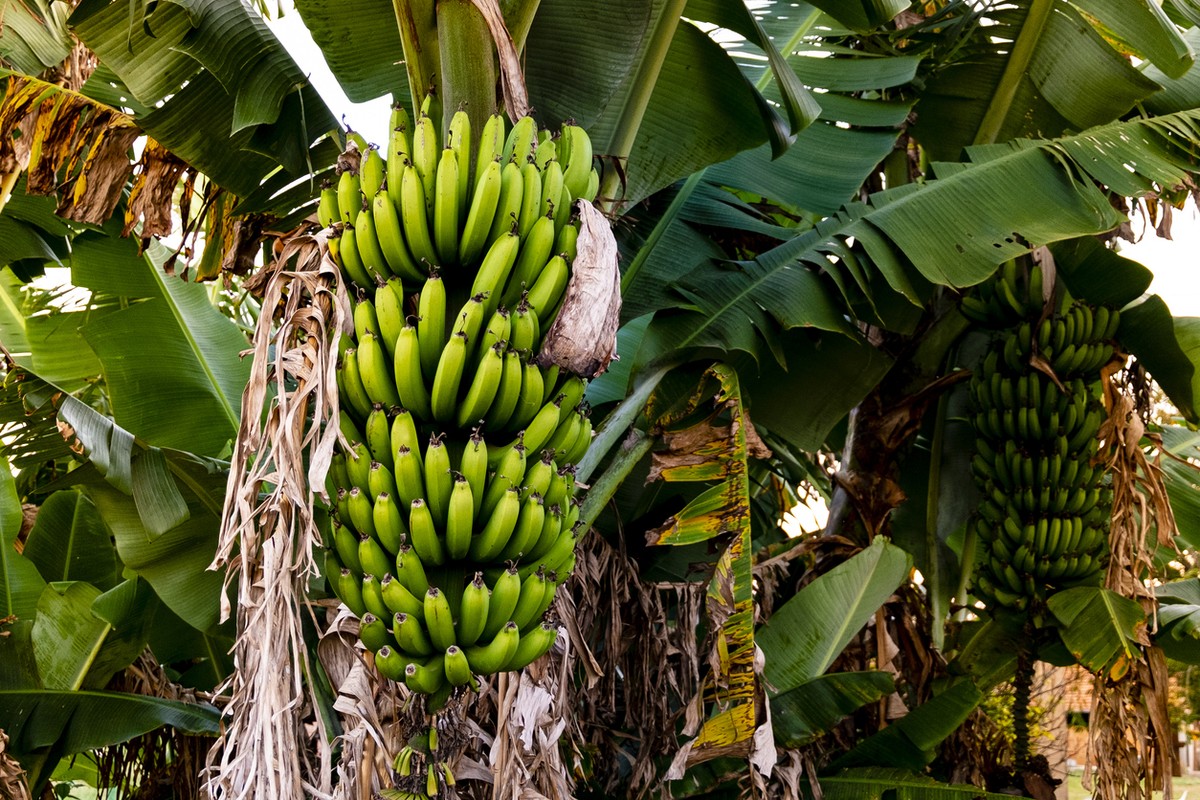 Pisang Jadi Penyumbang Utama Inflasi di NTT, Mengapa Begitu?