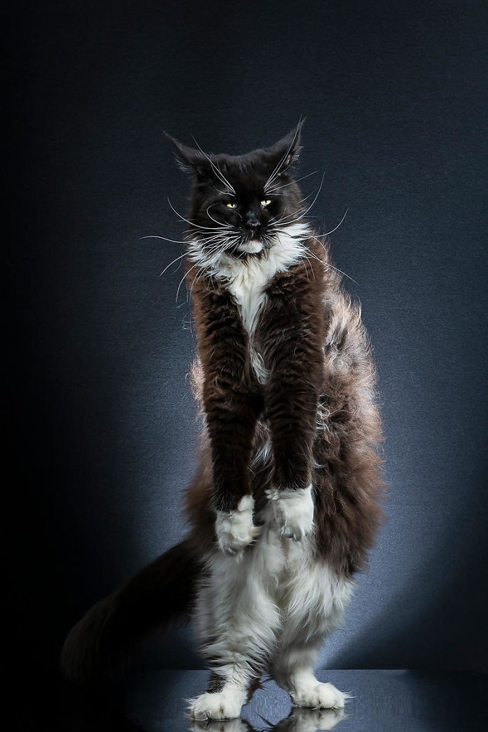 Foto: Gemasnya Pose Kucing yang Jadi Penguin
