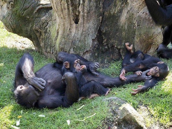 Foto: Bayi Simpanse yang Diterlantarkan Induknya
