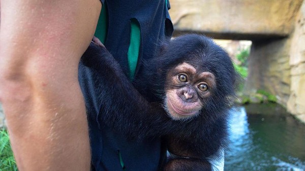 Foto: Bayi Simpanse yang Diterlantarkan Induknya