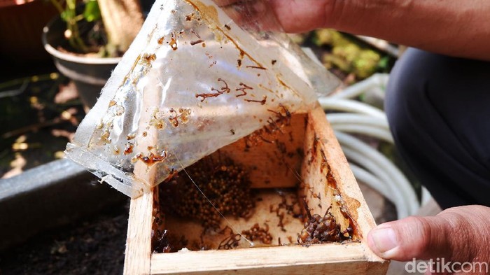 Keren, RW di Kota Bandung Ini Budidaya Lebah Trigona