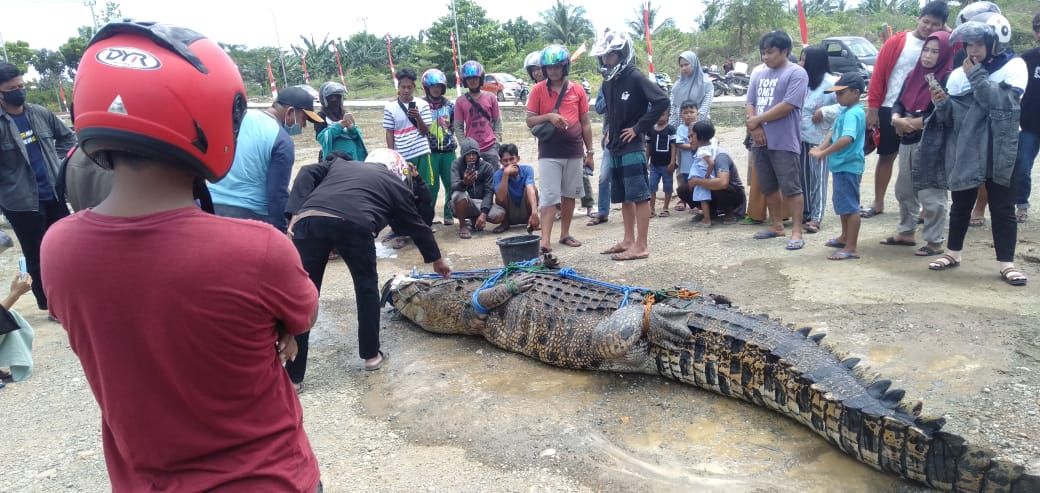 Mangsa Warga Saat Buang Air, Buaya 5 Meter di Mamuju Tengah Ditangkap Mangsa Warga Saat Buang Air, Buaya 5 Meter di Mamuju Tengah Ditangkap