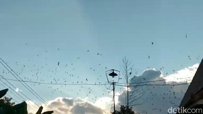 Foto: Saat Jutaan Kelelawar Padati Makam Ronggowarsito