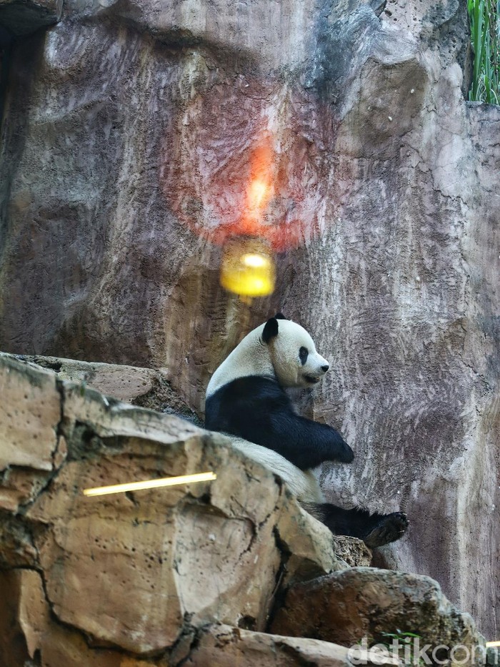 Mengenal Si Gembul Giant Panda