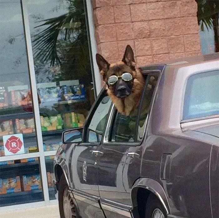 Potret Anjing-anjing 'Bergaya' Saat Naik Mobil