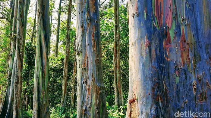 Pohon Berwarna Pelangi Bondowoso
