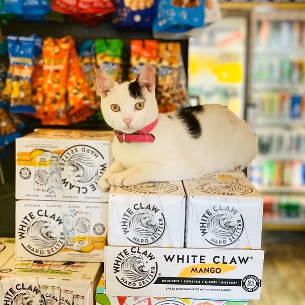 Potret Kucing Jalanan yang Juga Bisa Imut