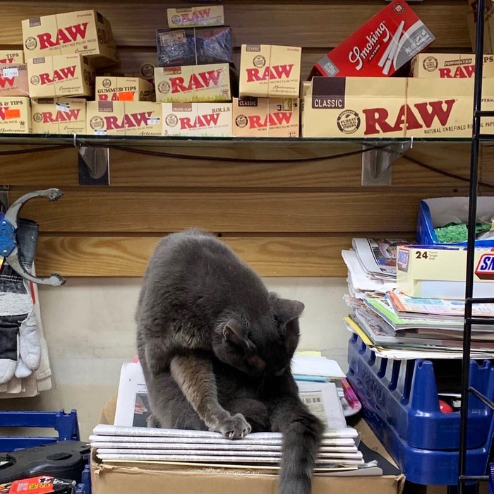 Potret Kucing Jalanan yang Juga Bisa Imut