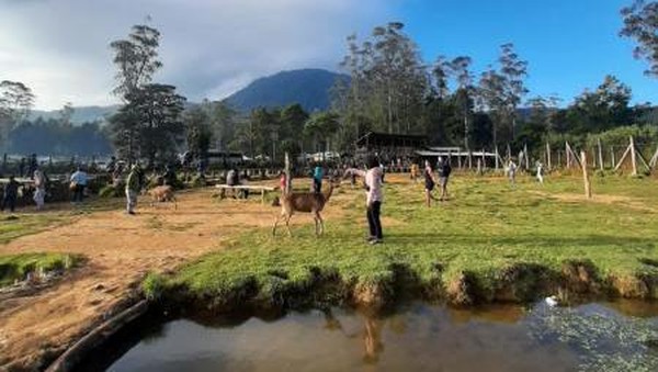 Segarnya Pagi Hari di Penangkaran Rusa Ranca Upas
