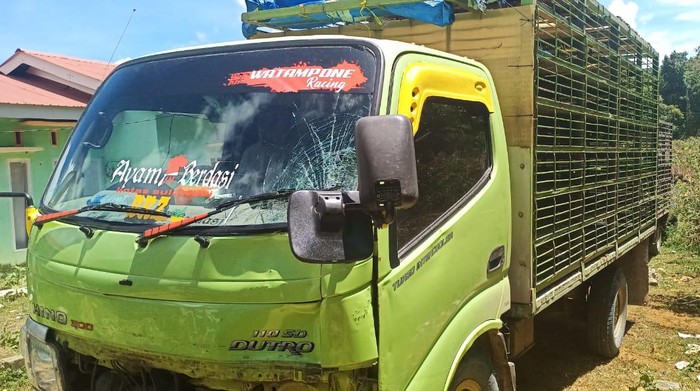 Truk Pengangkut Ayam di Wajo Sulsel Tabrak 3 Warga, 1 Orang Tewas Truk Pengangkut Ayam di Wajo Sulsel Tabrak 3 Warga, 1 Orang Tewas