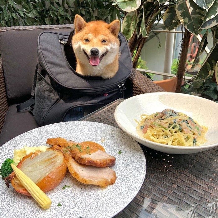 Lucunya! Anjing Shiba Inu yang Paling Jago Berpose di Depan Makanan