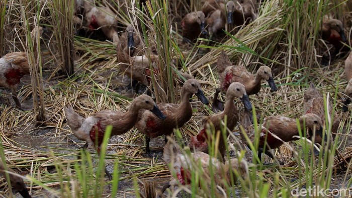Meraup Untung dari Beternak Bebek Alami